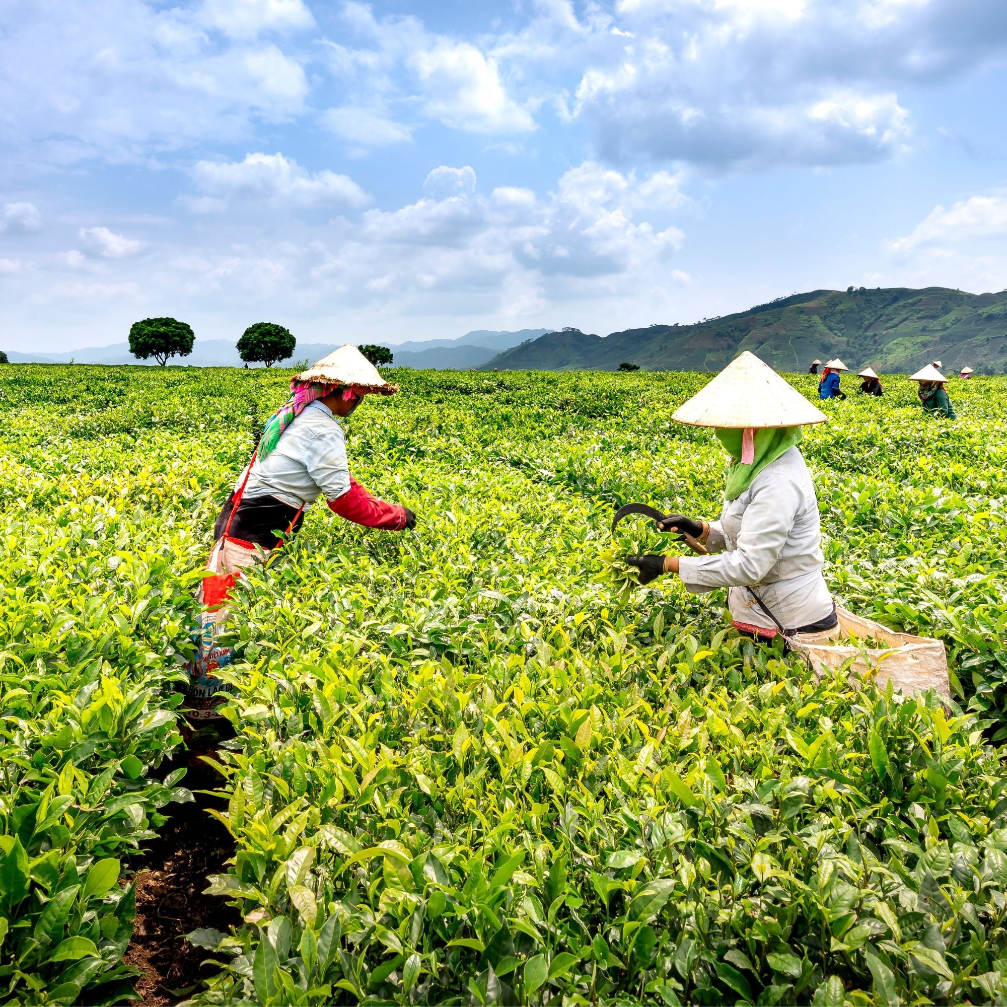 Orthodox Teas – ikonaromatics